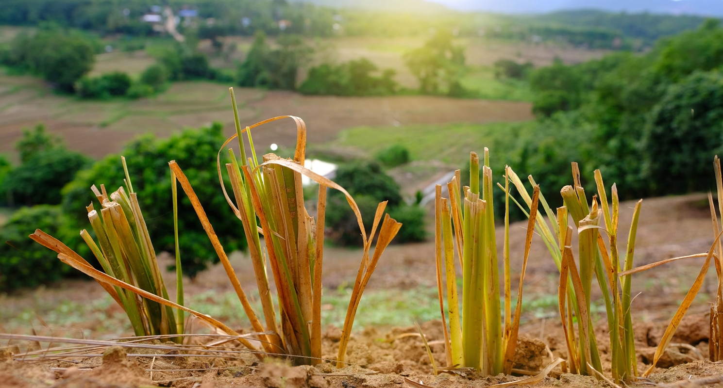 The Vetiver Voice – The Key To Sustainable Farming