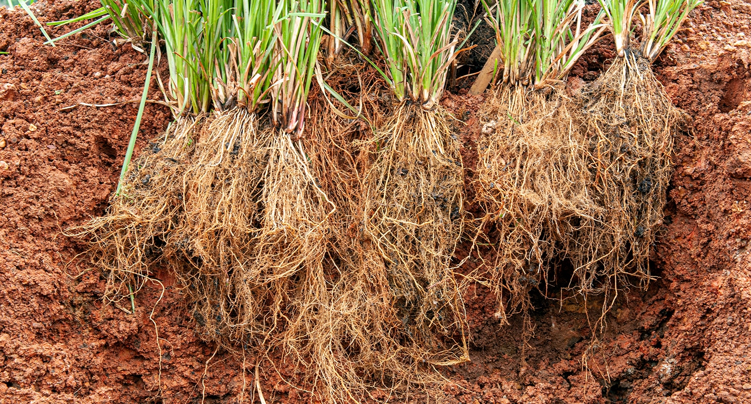 The Vetiver Voice – The Key To Sustainable Farming
