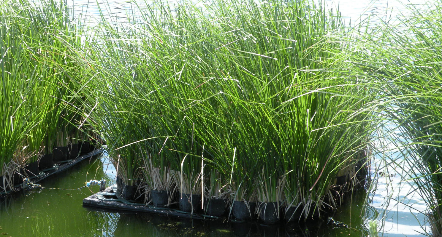 The Vetiver Voice – The Key To Sustainable Farming